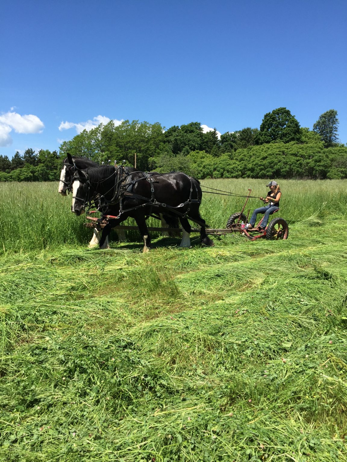 Landrace and Heritage Horses and Cattle - Countryside